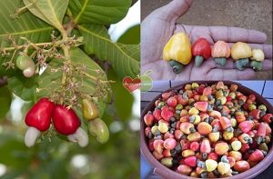 Cajuí ou cajuzinho do cerrado: Veja seus benefícios, características e ...