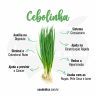 Cebolinha: Para que serve, valor nutricional, benefícios, malefícios e ...