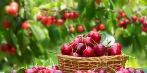 15 frutas cítricas mais consumidas no brasil | Dicas de Saúde